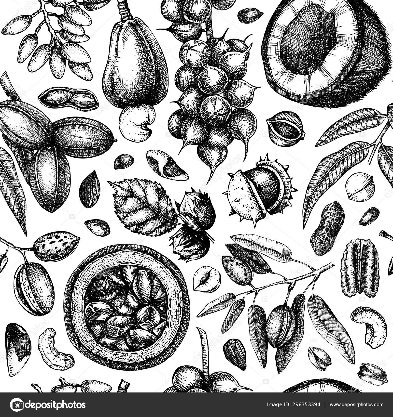 Hand drawn nut trees and plants background. Stock Vector Image by ...