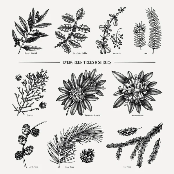 Vector collection of conifers illustration. Stock Vector by ©geraria ...