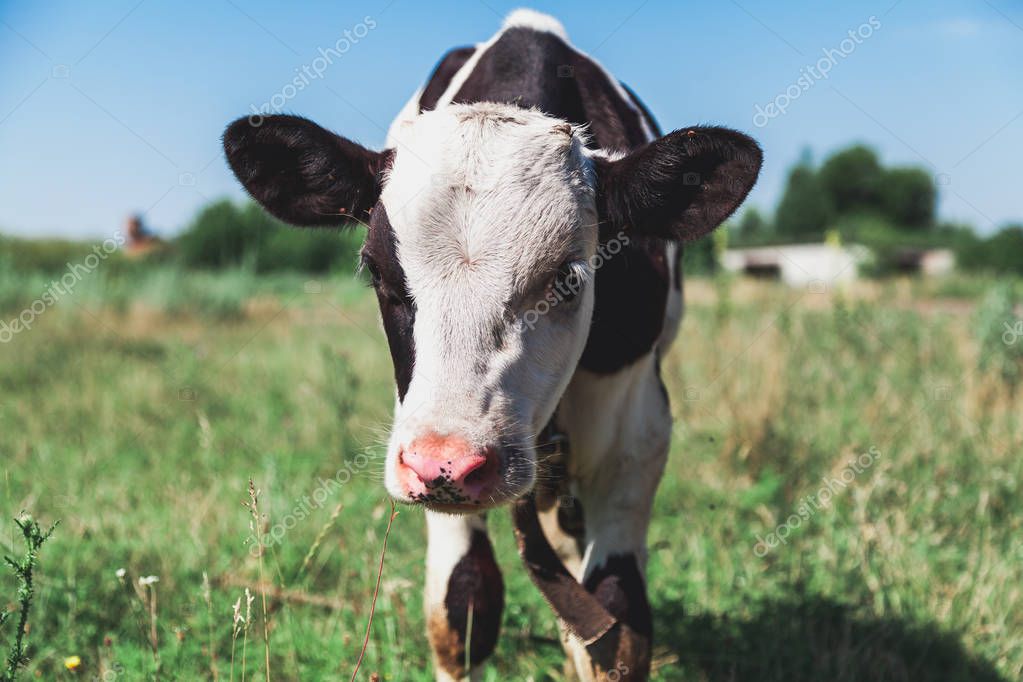 ternera de vaca con una cabeza blanca y una bonita mancha negra ...