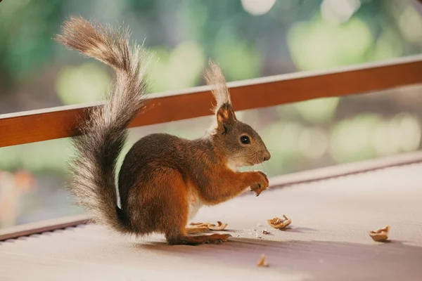 Squirrel attic Stock Photos, Royalty Free Squirrel attic Images ...