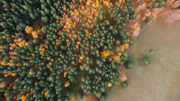 Forest top view Images - Search Images on Everypixel