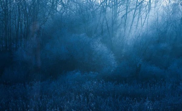 Dark blue forest Stock Photos, Royalty Free Dark blue forest Images ...