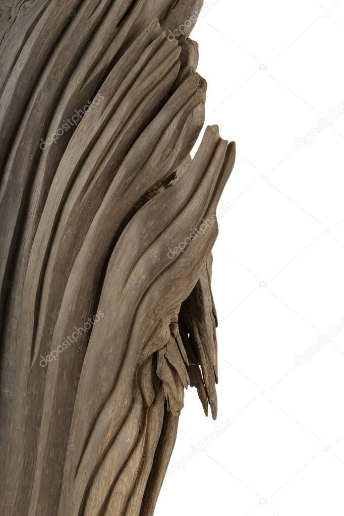 Producto de las raíces de roble en fondo blanco. 2022
