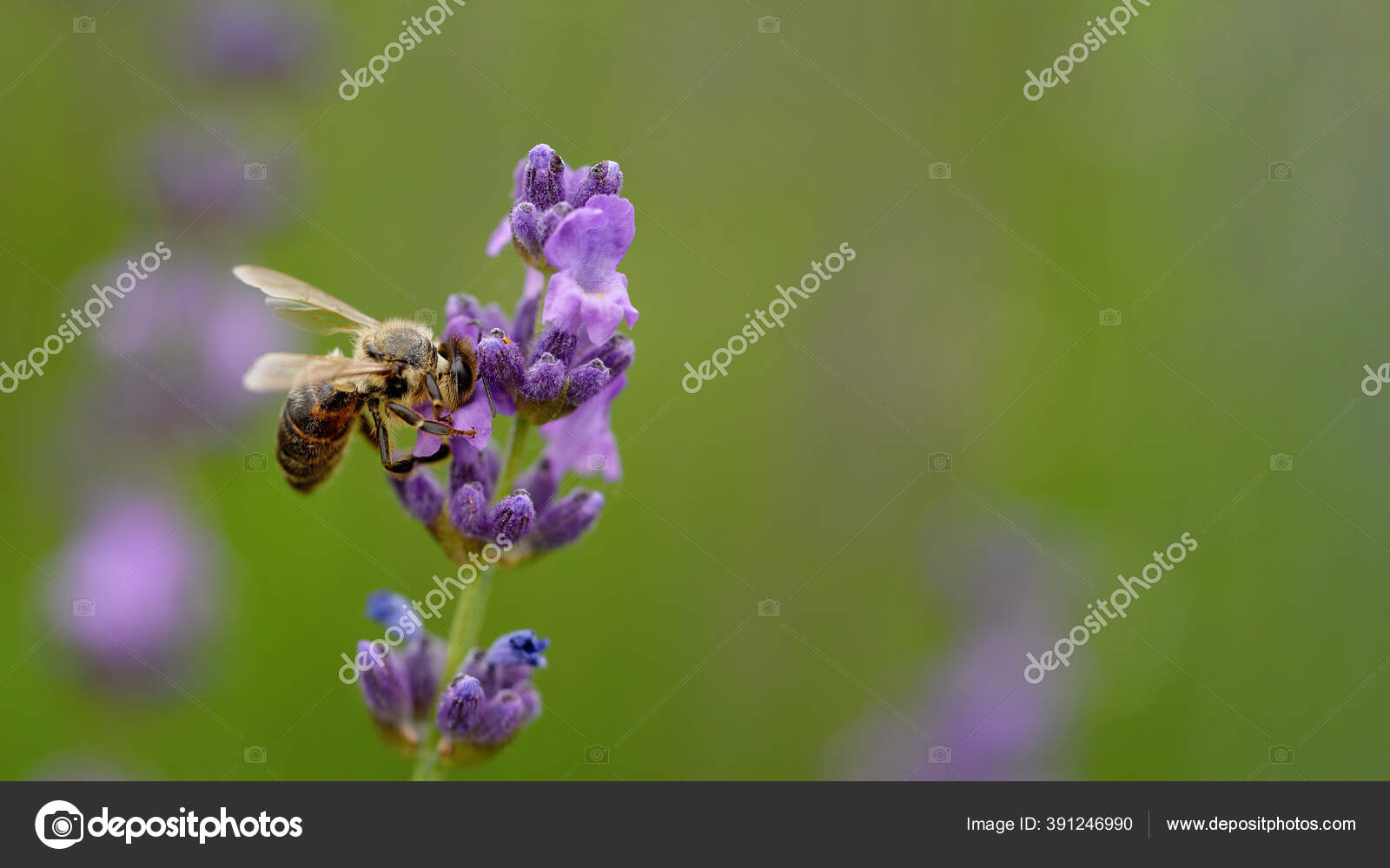 Pollination with bee and lavender with sunshine, sunny lavender. Stock ...