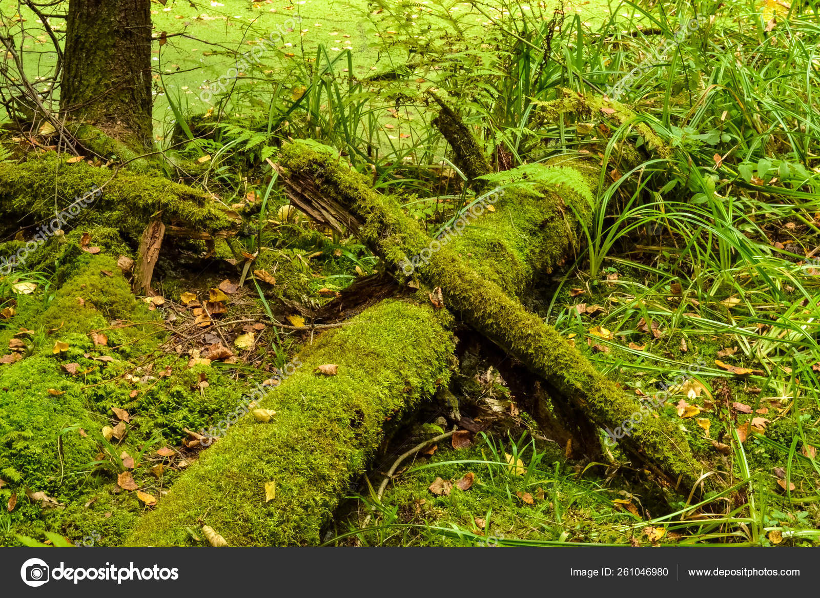 Fallen Tree Log