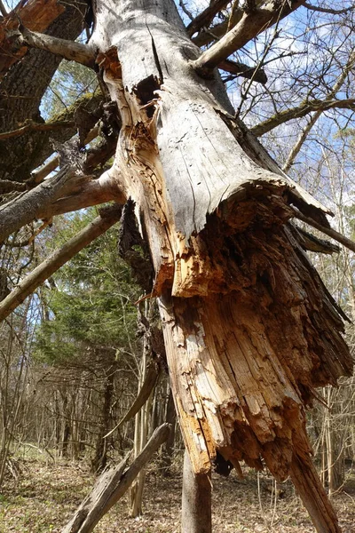 Fallen, broken, and greatly damaged trees in the deep woods. - Stock ...