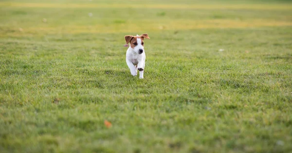 Jack russell running Stock Photos, Royalty Free Jack russell running ...