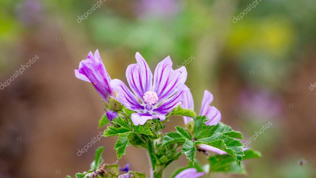 Malva o Malva sylvestris, planta sana 2023