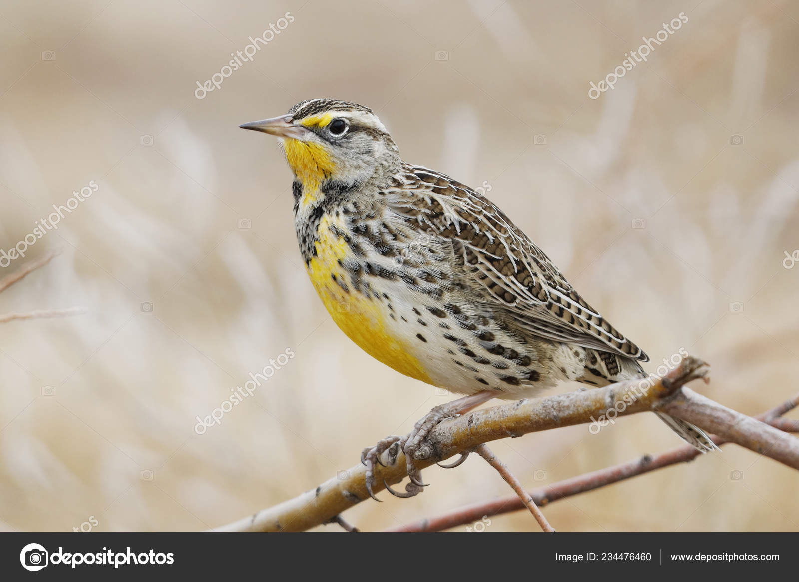 Flying Meadowlark