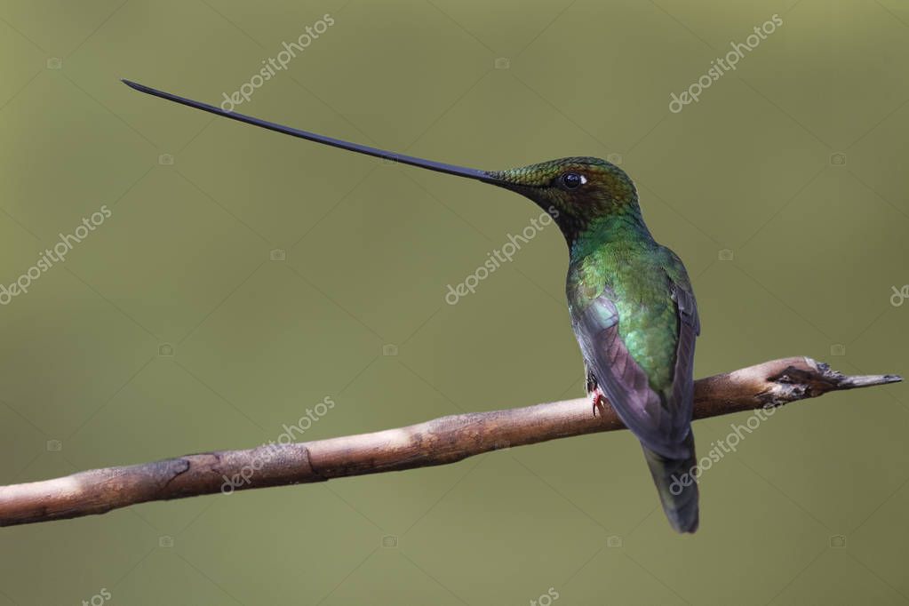 Colibrí de pico de espada macho encaramado en una ramita 2023