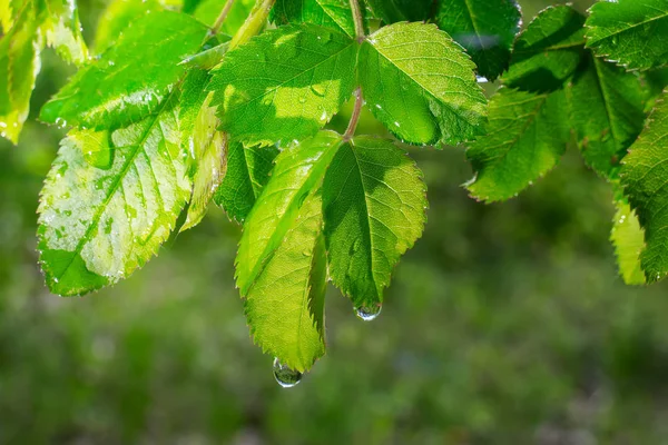 Green leaf with raindrops in the summer in nature develops in the wind ...