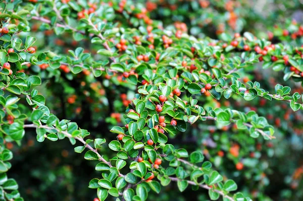 Cotoneaster microphyllus Stock Photos, Royalty Free Cotoneaster ...