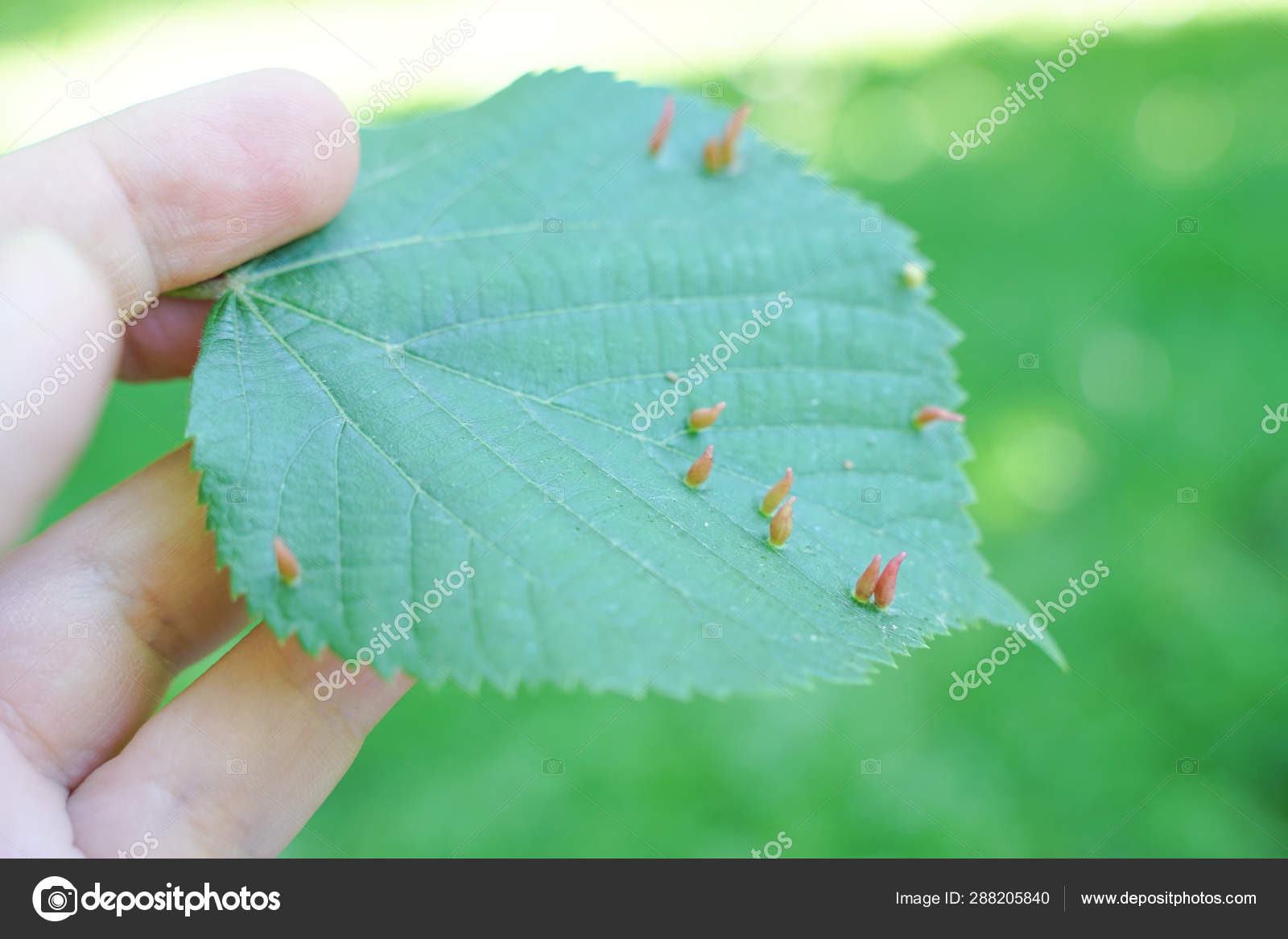Tree Leaves Affected Aphids Insect Pests Tree Deseases Organic Food ...