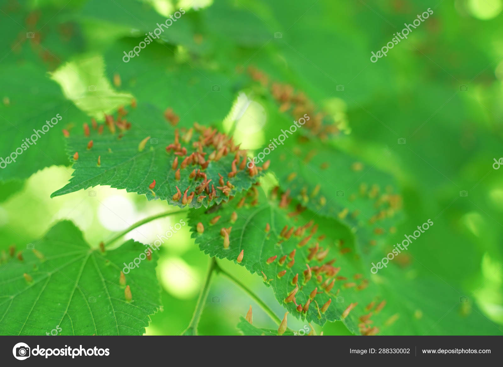 Tree leaves affected by aphids. Insect pests and tree deseases. Organic ...