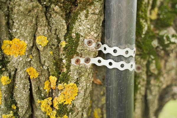 숨겨진 숲의 조각 Stock Photos, Royalty Free 숨겨진 숲의 조각 Images | Depositphotos