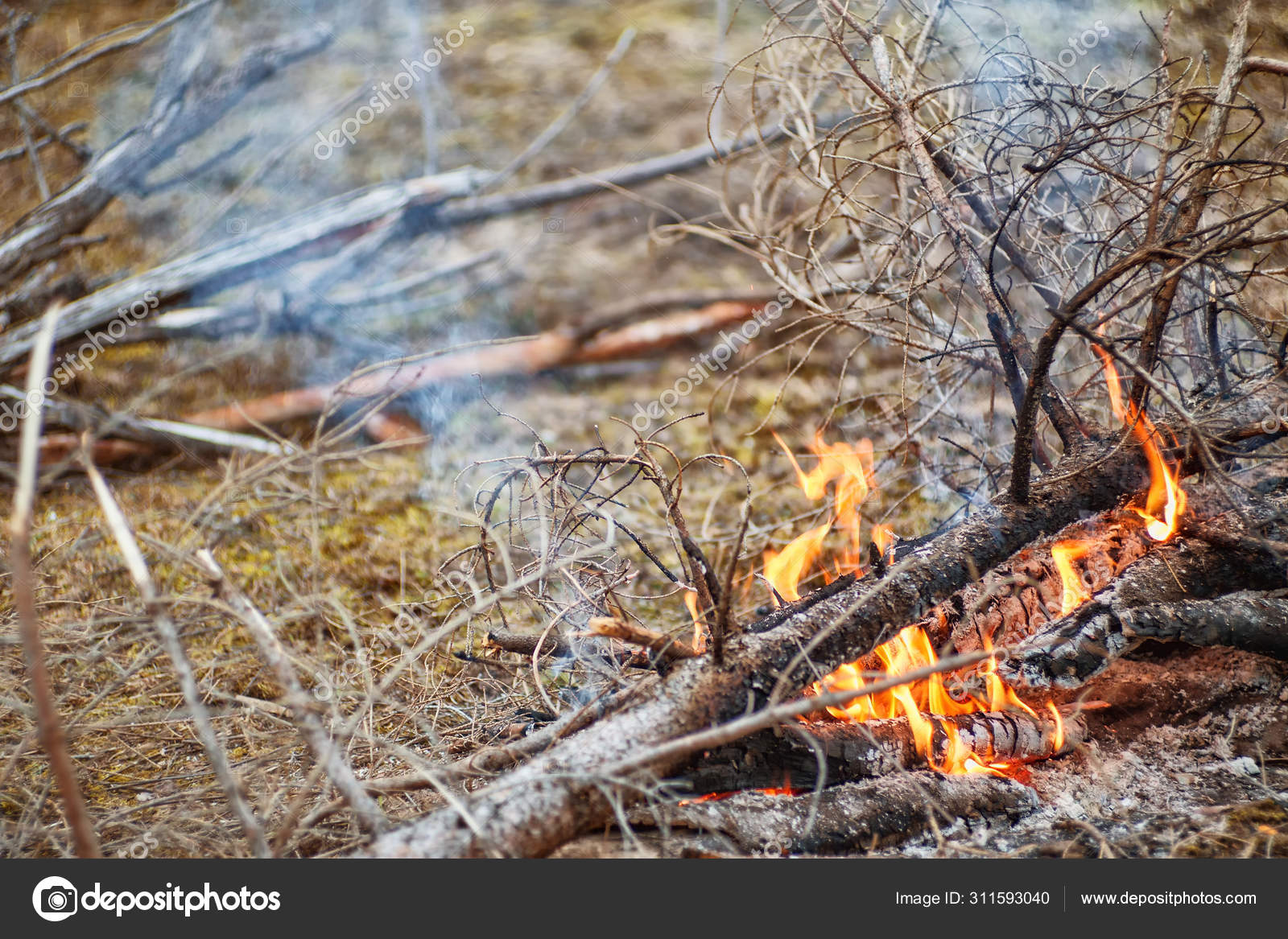 Bonfire Summer Spring Forest Trees Smoke Fire Vacation Nature Stock ...