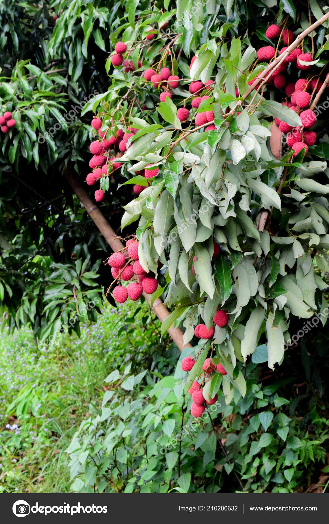 Leechee Gardens | Fasci Garden