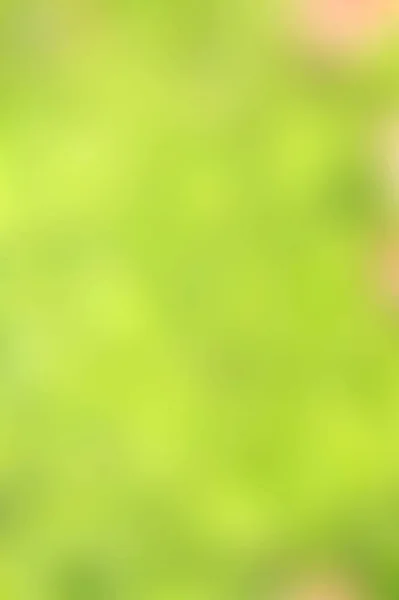 Abstract Color Blur Mix Green White Color Background Wallpaper Nature ...