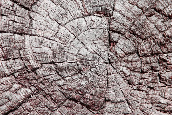 Wood under microscope Stock Photos, Royalty Free Wood under microscope ...