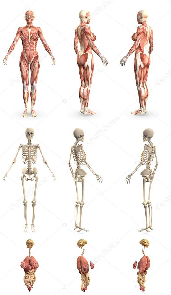 9 representaciones detalladas en 1, cuerpo de las mujeres con mapa ...