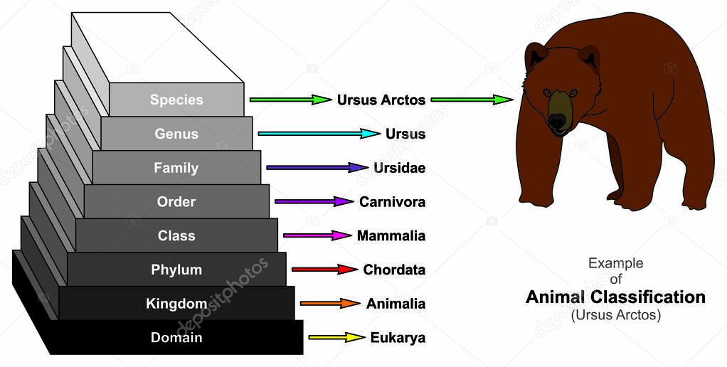 Ejemplo de diagrama infográfico de clasificación animal que muestra el ...