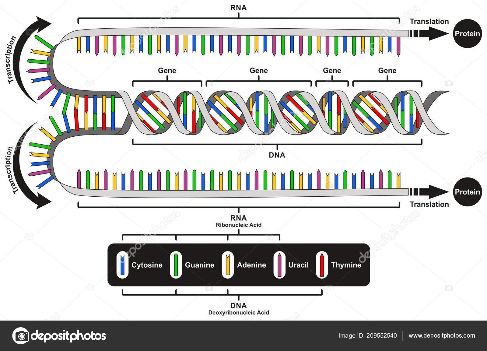 Central Dogma Gene Expression Infographic Diagram Showing Process ...
