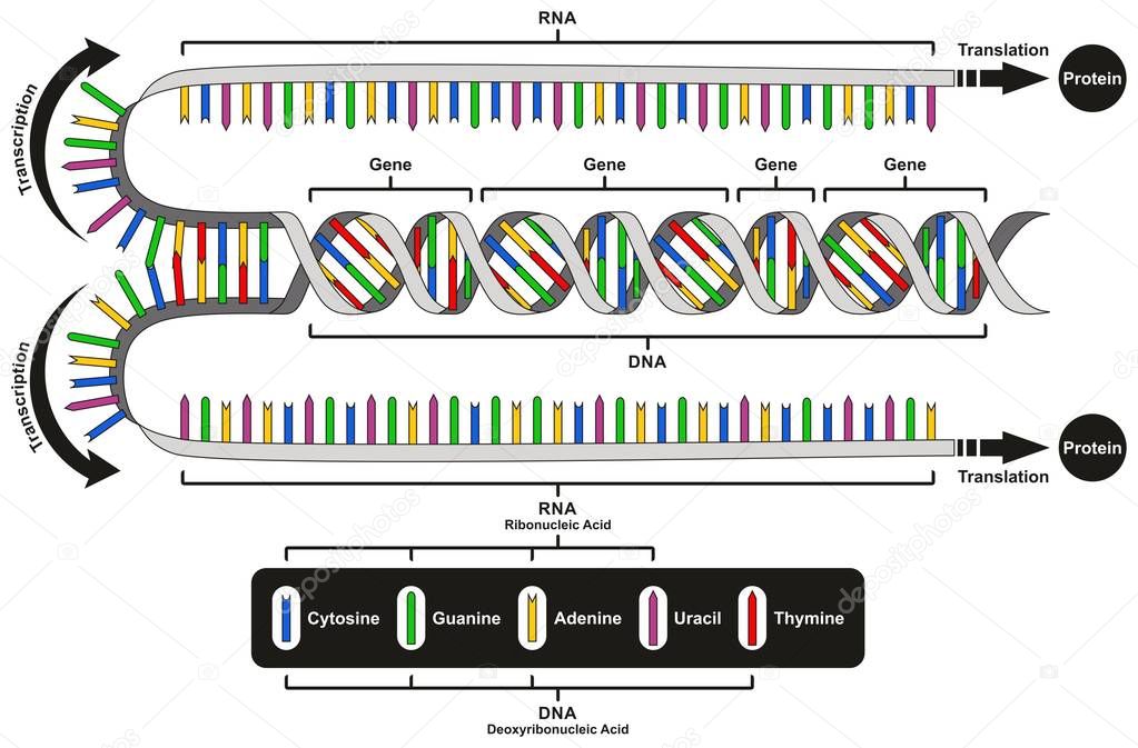 Central Dogma of Gene Expression infographic diagram showing the ...