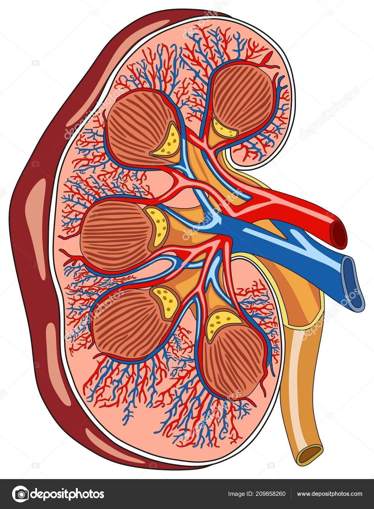 Infografía Sección Transversal Anatomía Renal Diagrama Que Incluye Todas Las vector, gráfico ...