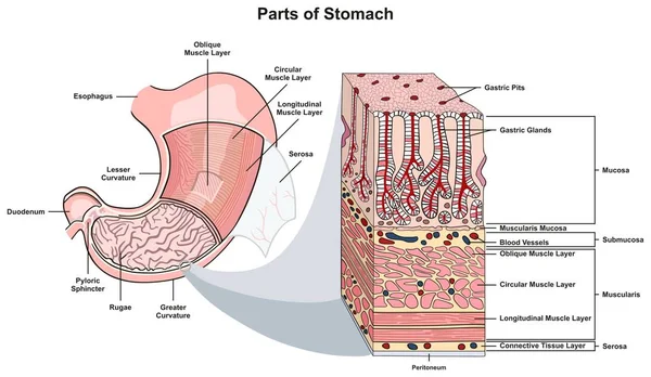 Stomach Tissues Types Structure Infographic Diagram Including Smooth ...