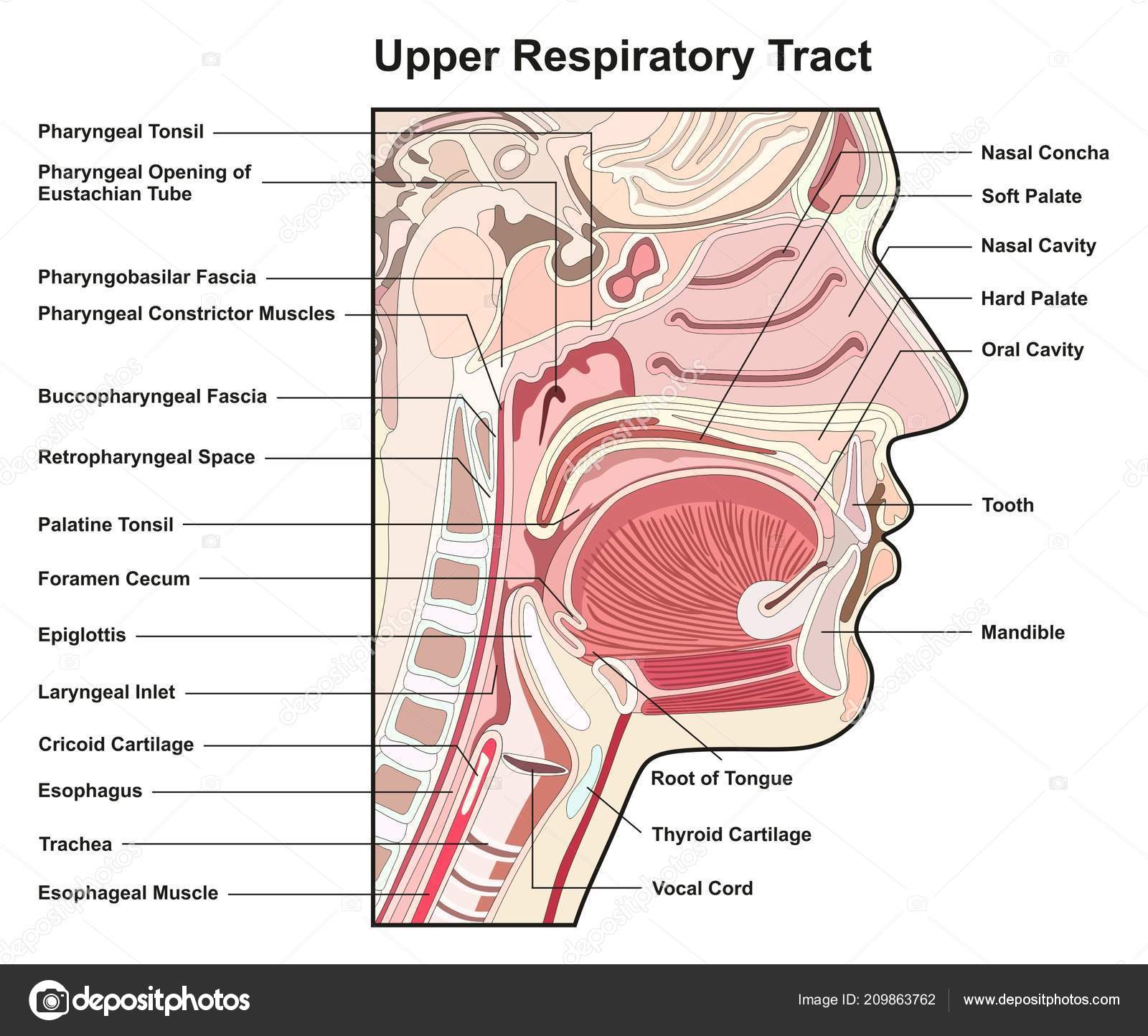 Upper Respiratory Tract Cross Section Infographic Diagram All Parts ... Upper Respiratory Tract Cross Section Infographic Diagram All Parts ...