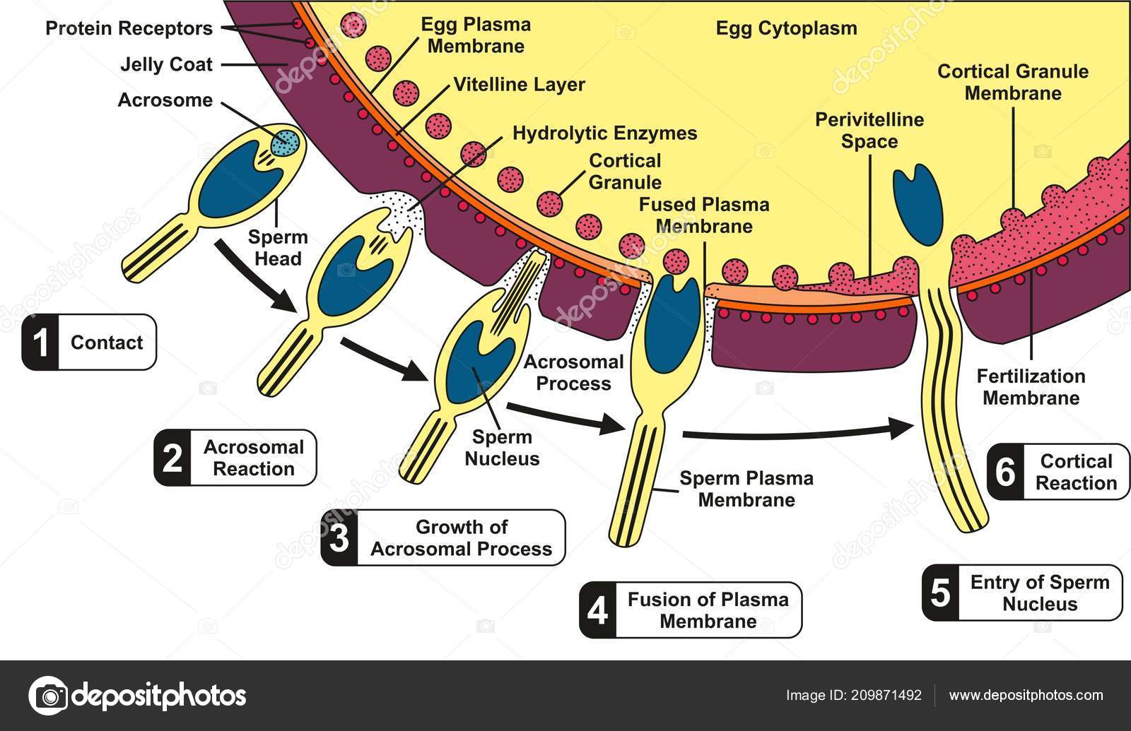 Human Sperm Egg Fusion Diagram All Fertilization Process Stages Step