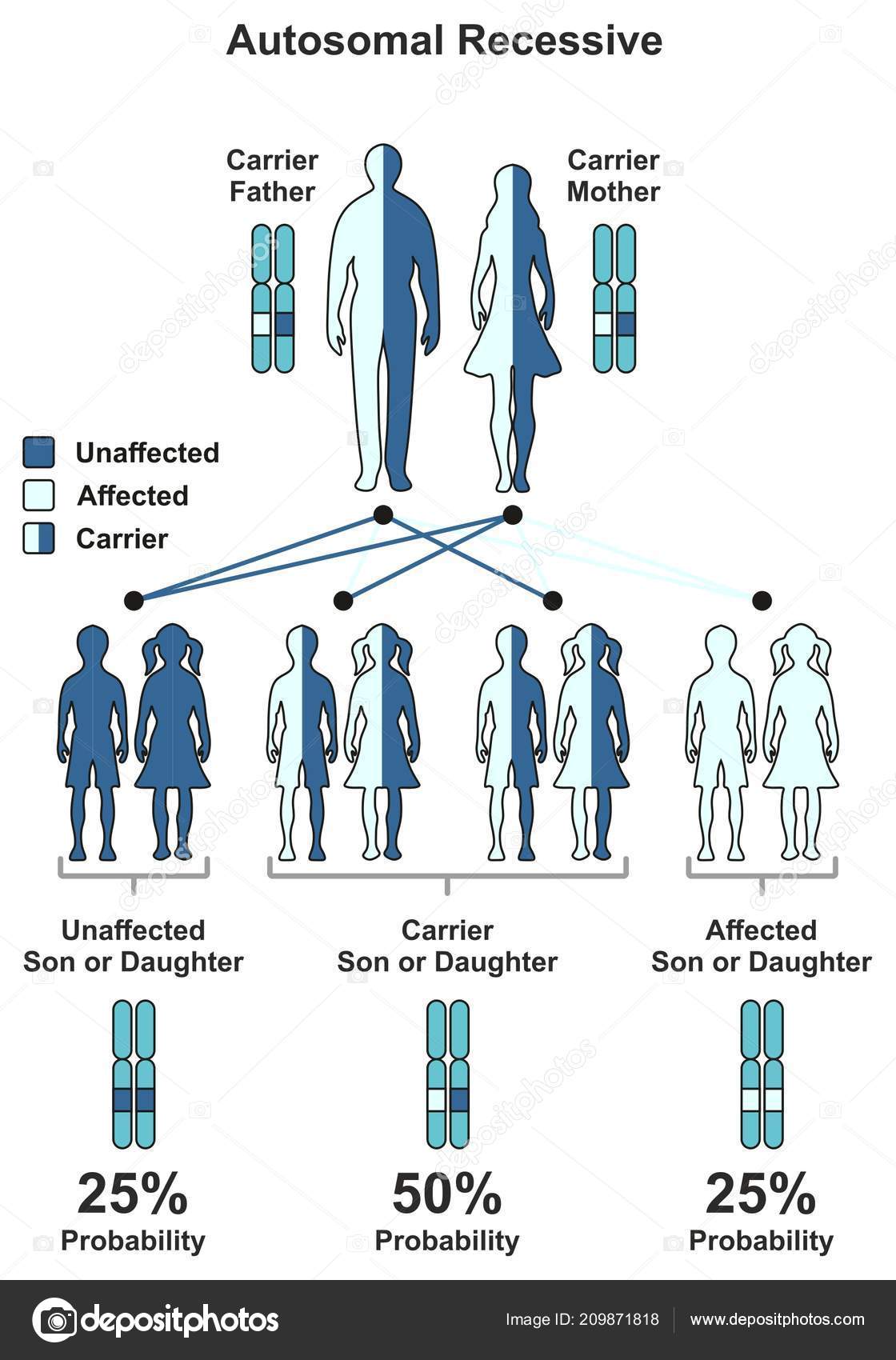 Heredity Diagram