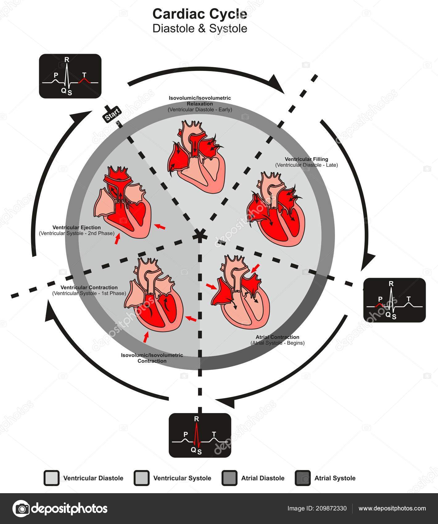 Cardiac Cycle Diastole Systole Human Heart Anatomy Infographic Diagram ...