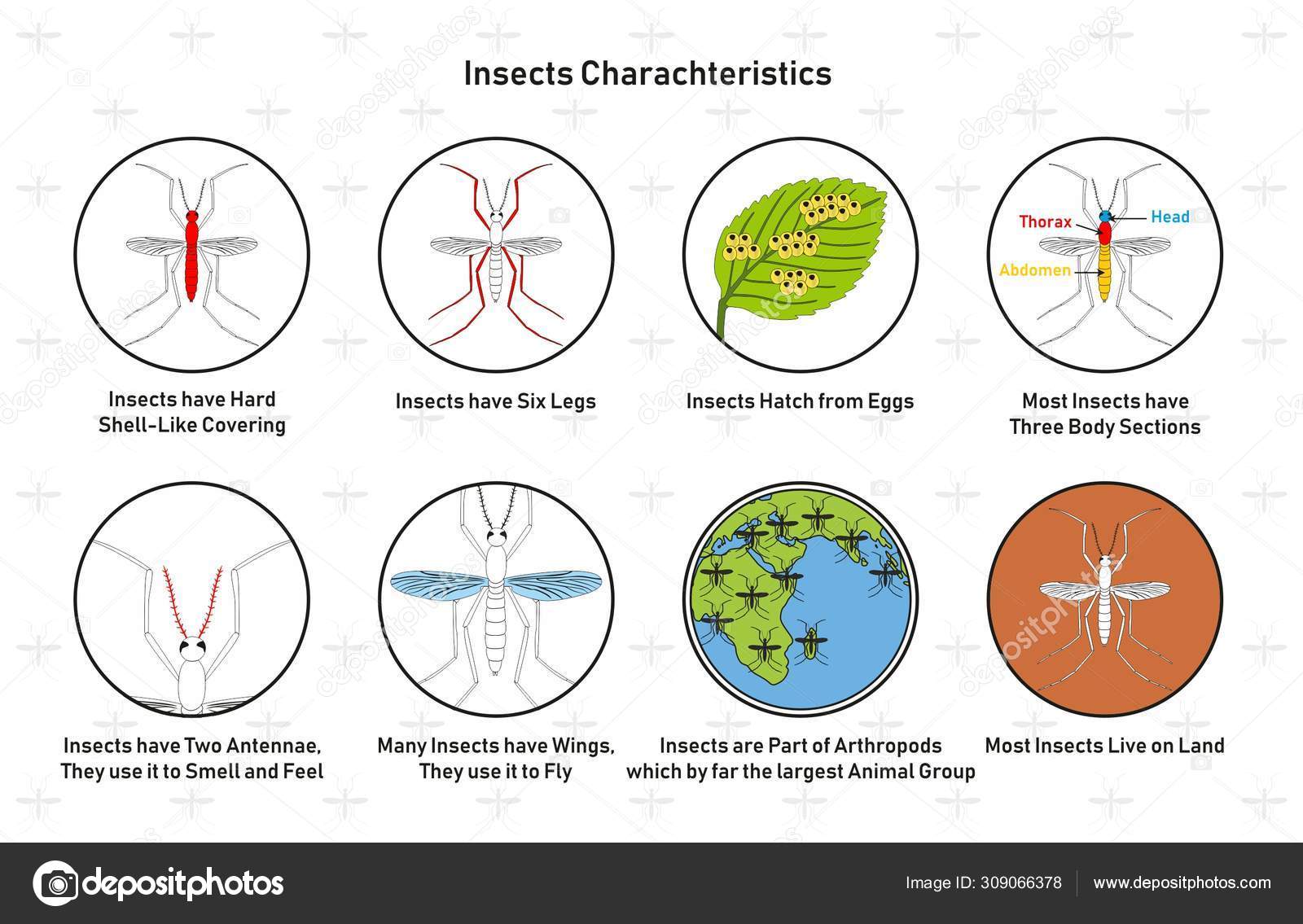 Características Los Insectos Diagrama Infográfico Incluyendo Cáscara ...
