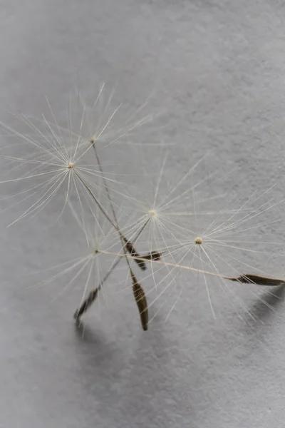 Single isolated dandelion seed — Stock Photo © Dr.PAS #6650960