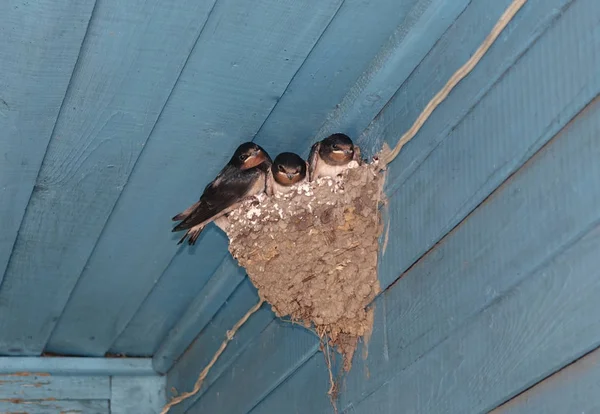 Young swallows in the nest Stock Photos, Royalty Free Young swallows in ...