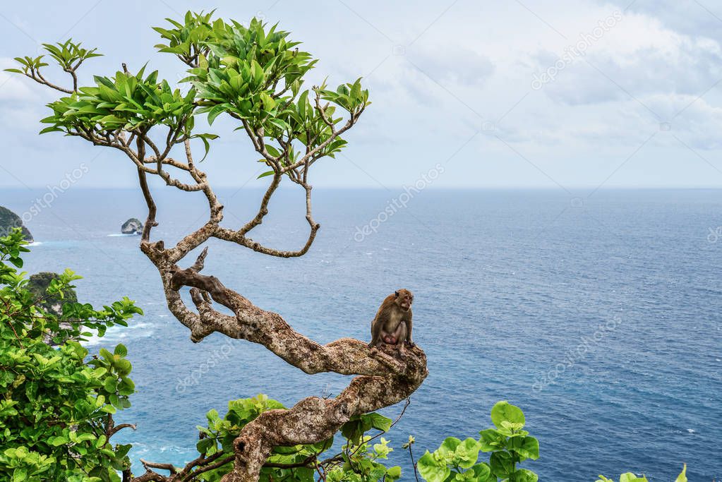 Mono en el árbol cerca de Manta Bay o Kelingking Beach en Nusa Penida ...