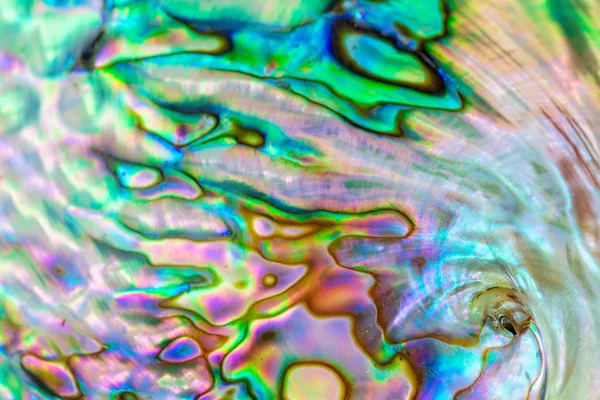 Close up shot of blue abalone pearl shell. Stock Photo by ©18042011 ...