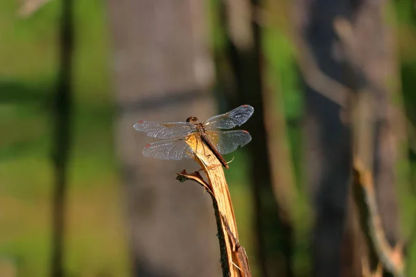 Alas libélula fotos de stock, imágenes de Alas libélula sin royalties ...