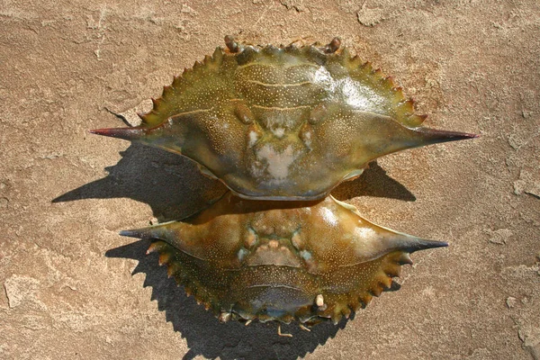 Fish fossil — Stock Photo © actionbleem #28135417