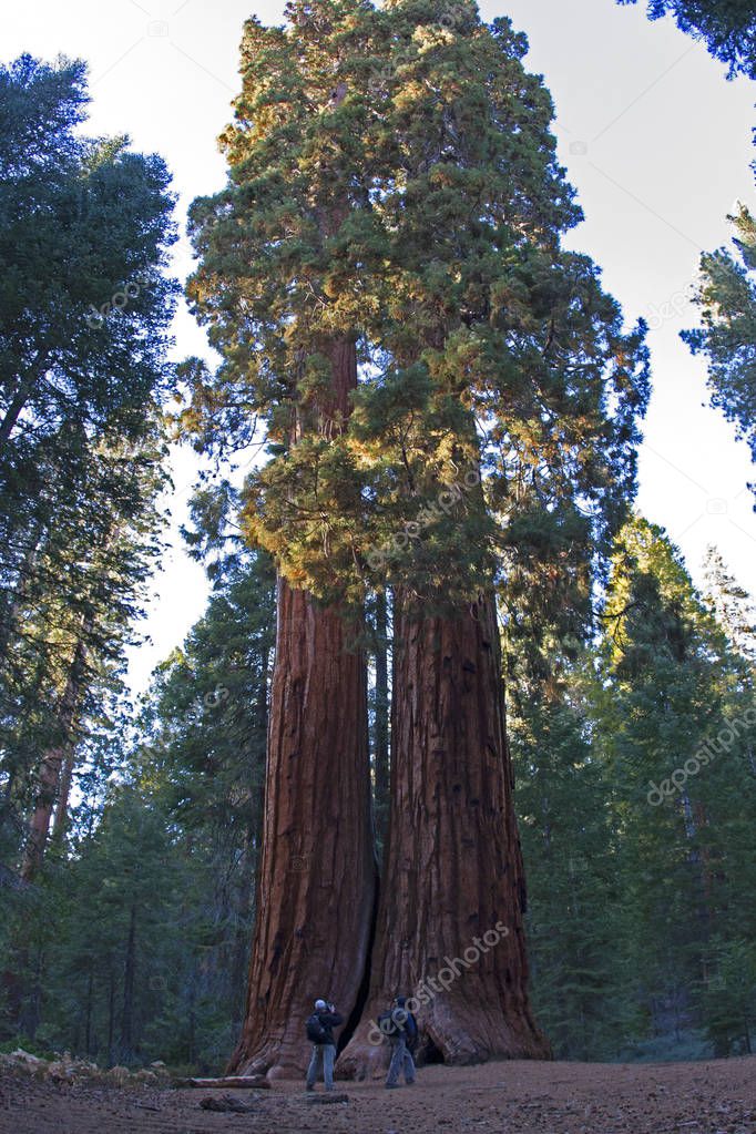 Árboles de secuoya gigantes en el Parque Nacional Sequoia. 2022