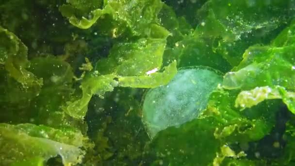 Reproduction Sea Worms Polychaetes Eggs Polychaetes Mucous Bag — Stock ...