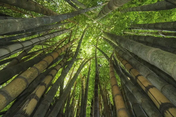The infinity green of a bamboo forest. — Stock Photo © marphotography ...