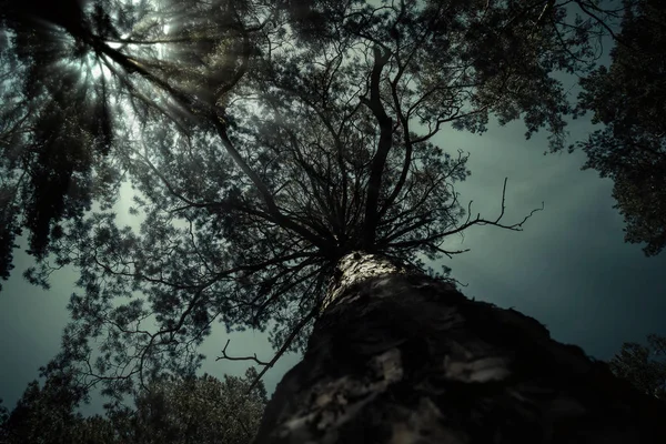 Scary dark tree night landscape moonlight. Twilight in the forest ...