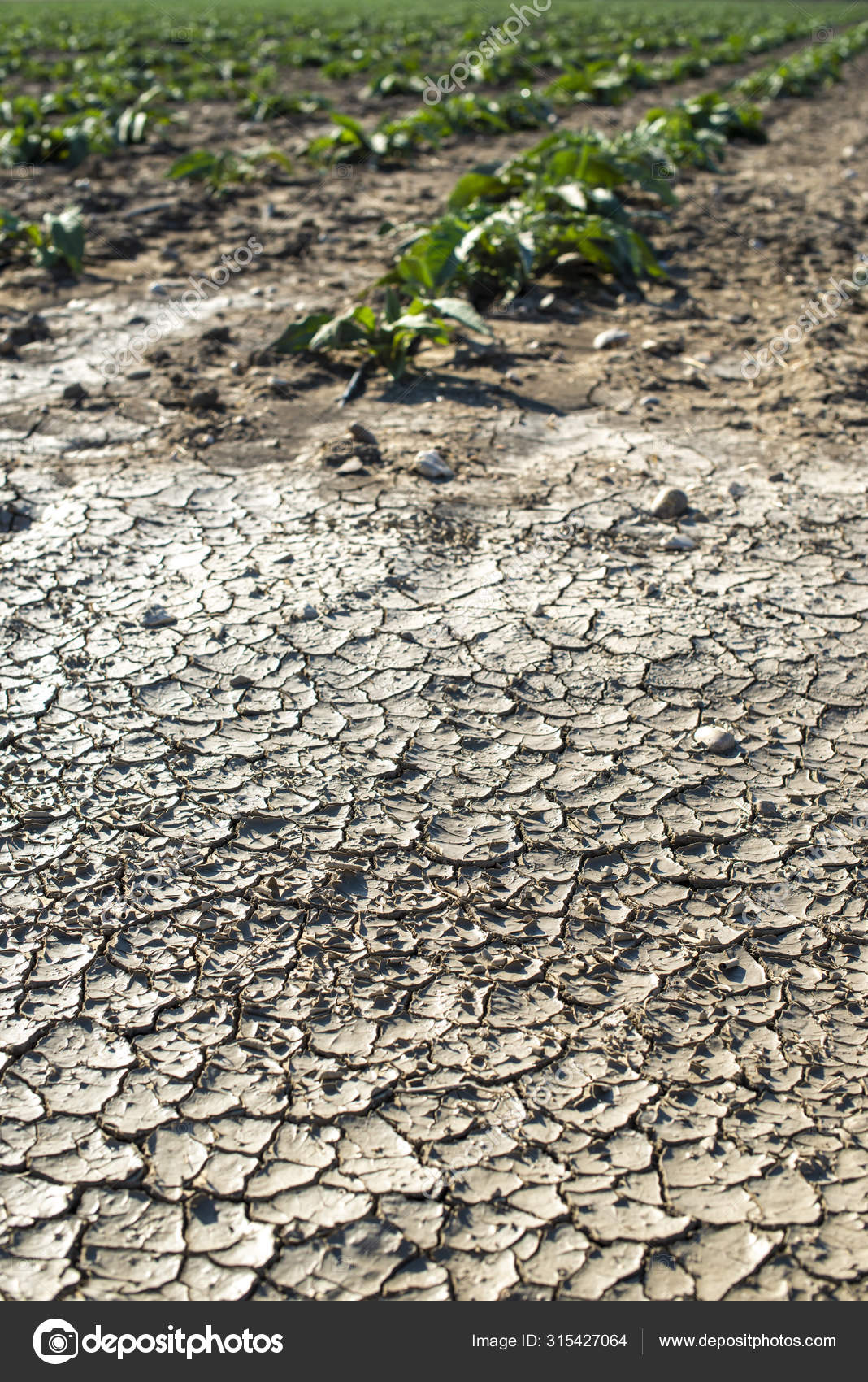 Dry cracked soil and plants Stock Photo by ©deyangeorgiev2 315427064