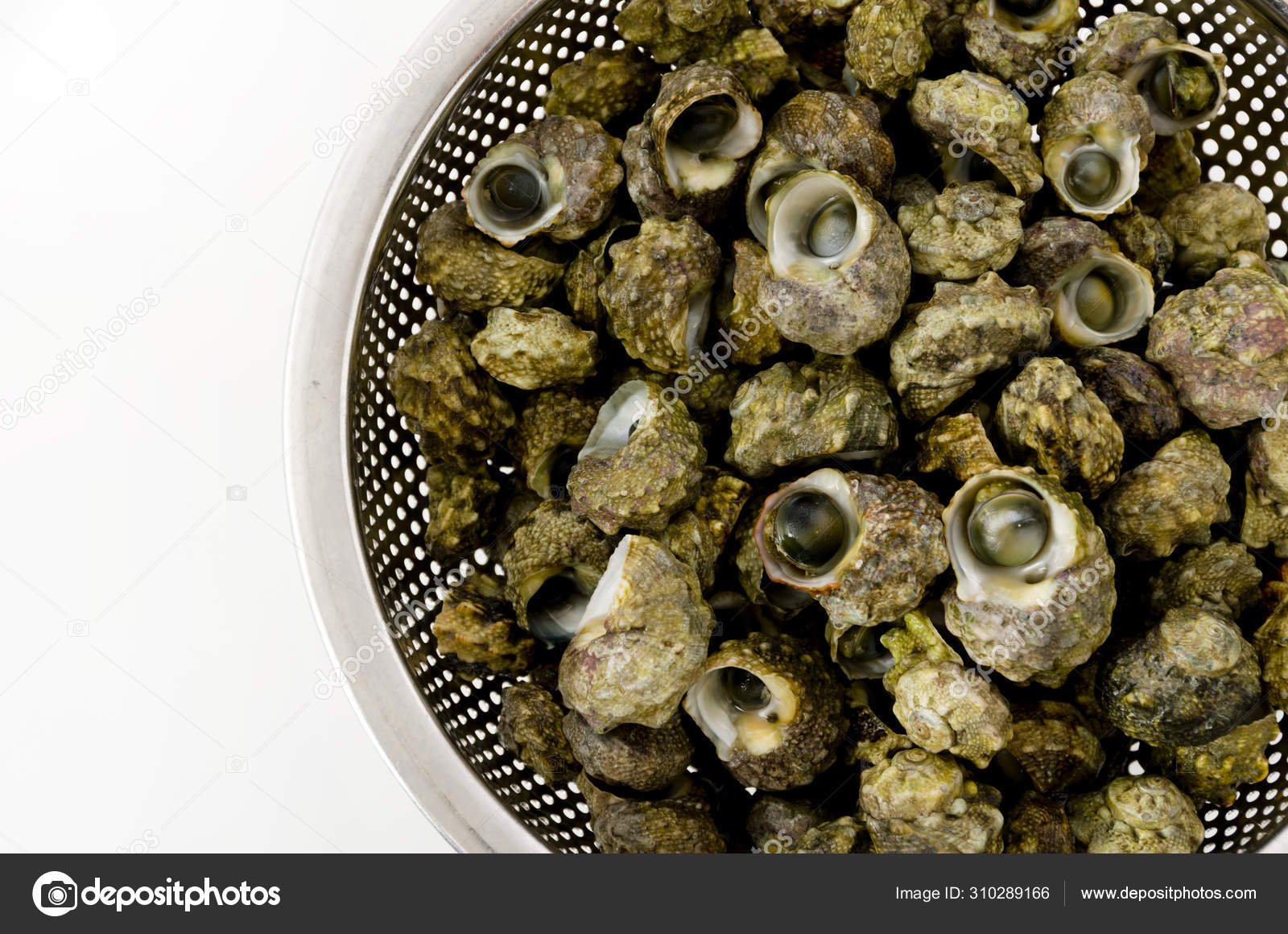 Tiny Sea Shells Lunella Coronata Okinawa Small Sea Snail Called Stock ...