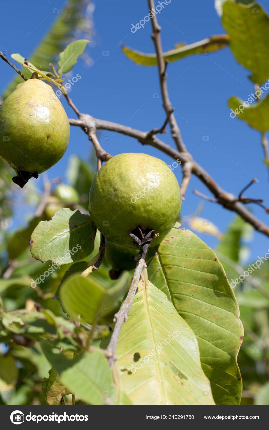 Guava Fruits Tree — Stock Photo © kariphoto #310291780