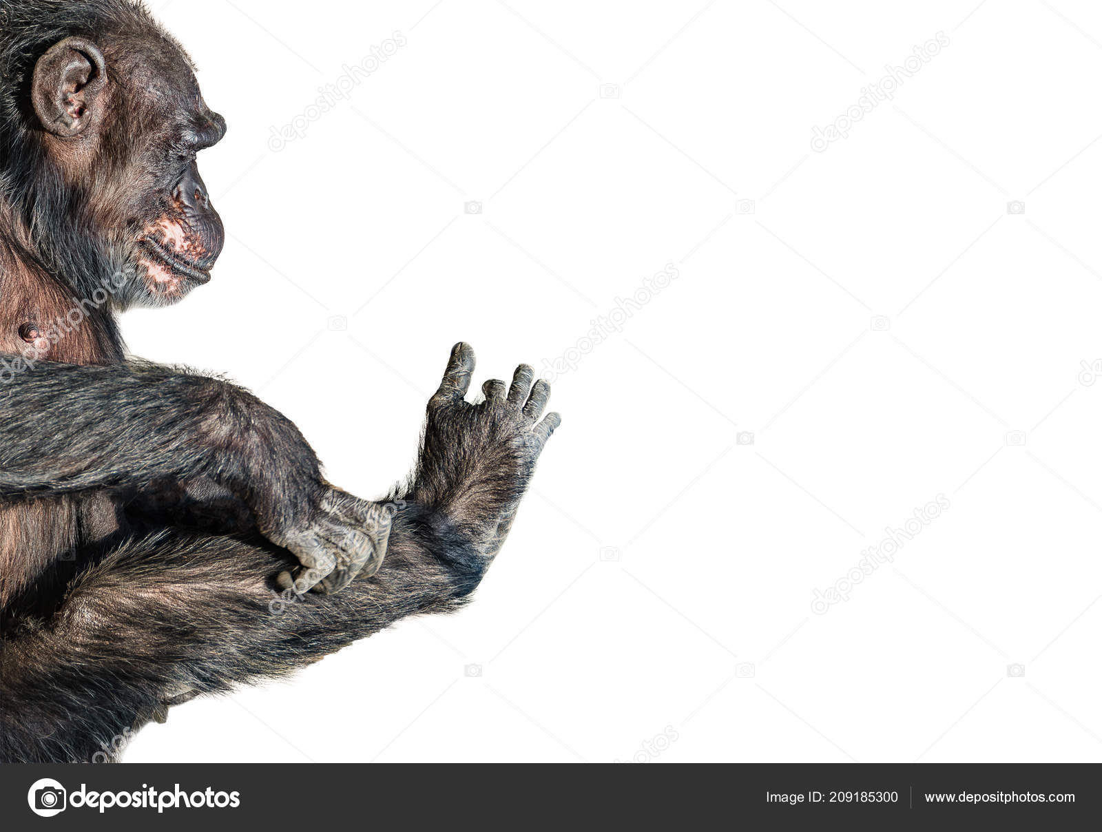Portrait Funny Chimpanzee Playing Its Foot White Background Extreme ...
