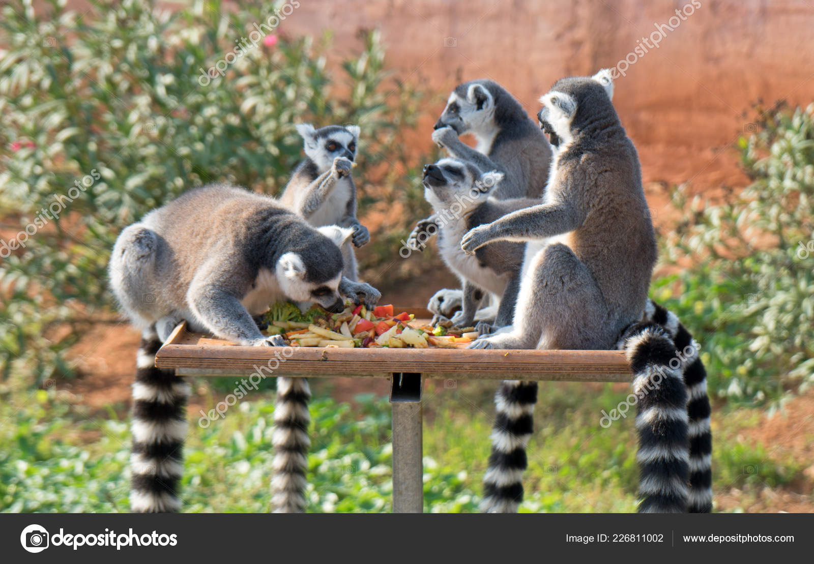 Ring Tailed Lemur Eating
