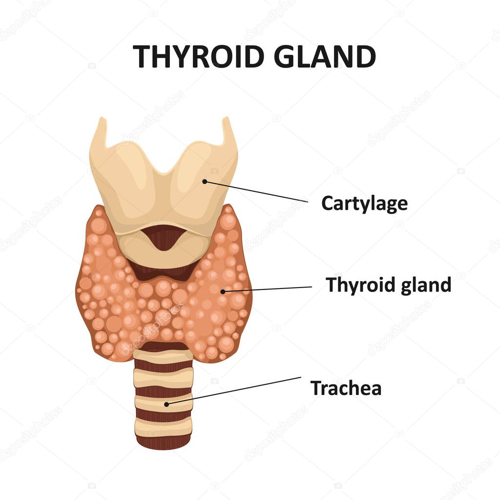 Diagrama de la glándula tiroides 2022